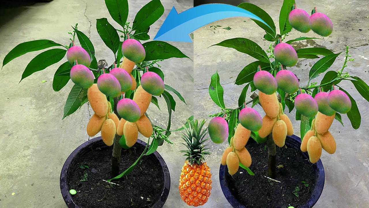 How to grow mango fast best idea to propagate the mango best fruit ...