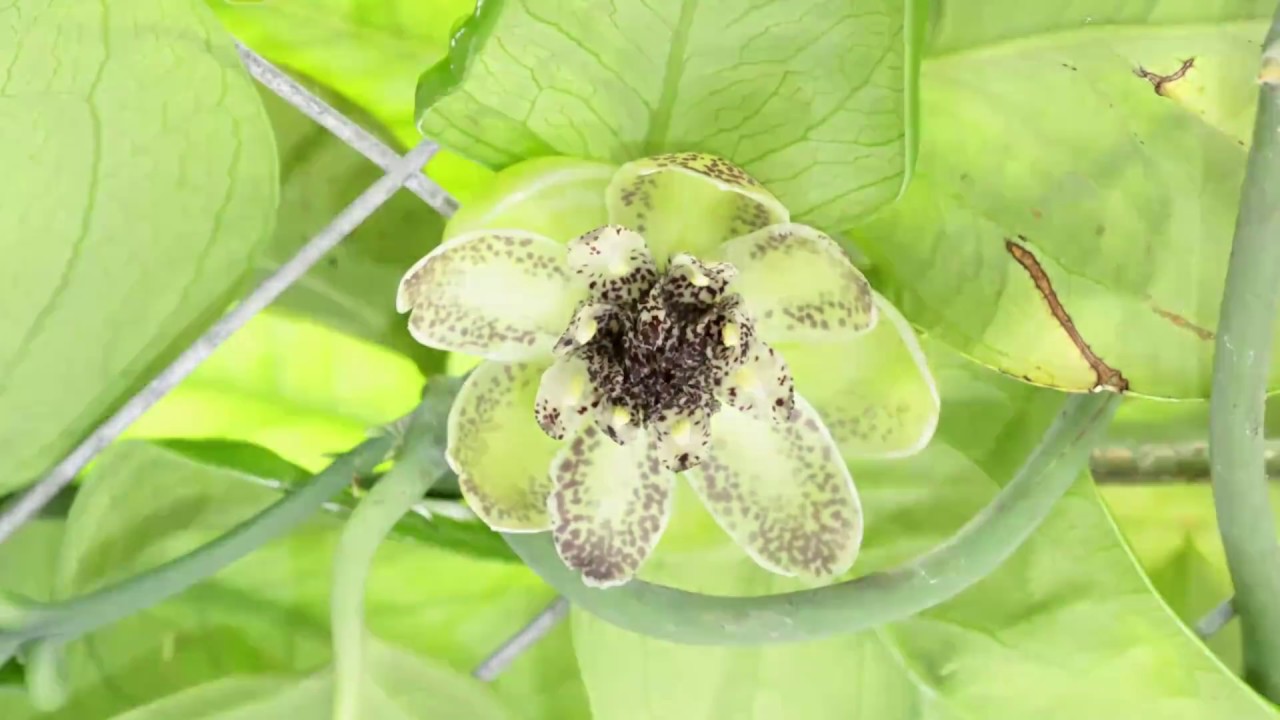 Austrobaileya scandens Flowering - YouTube