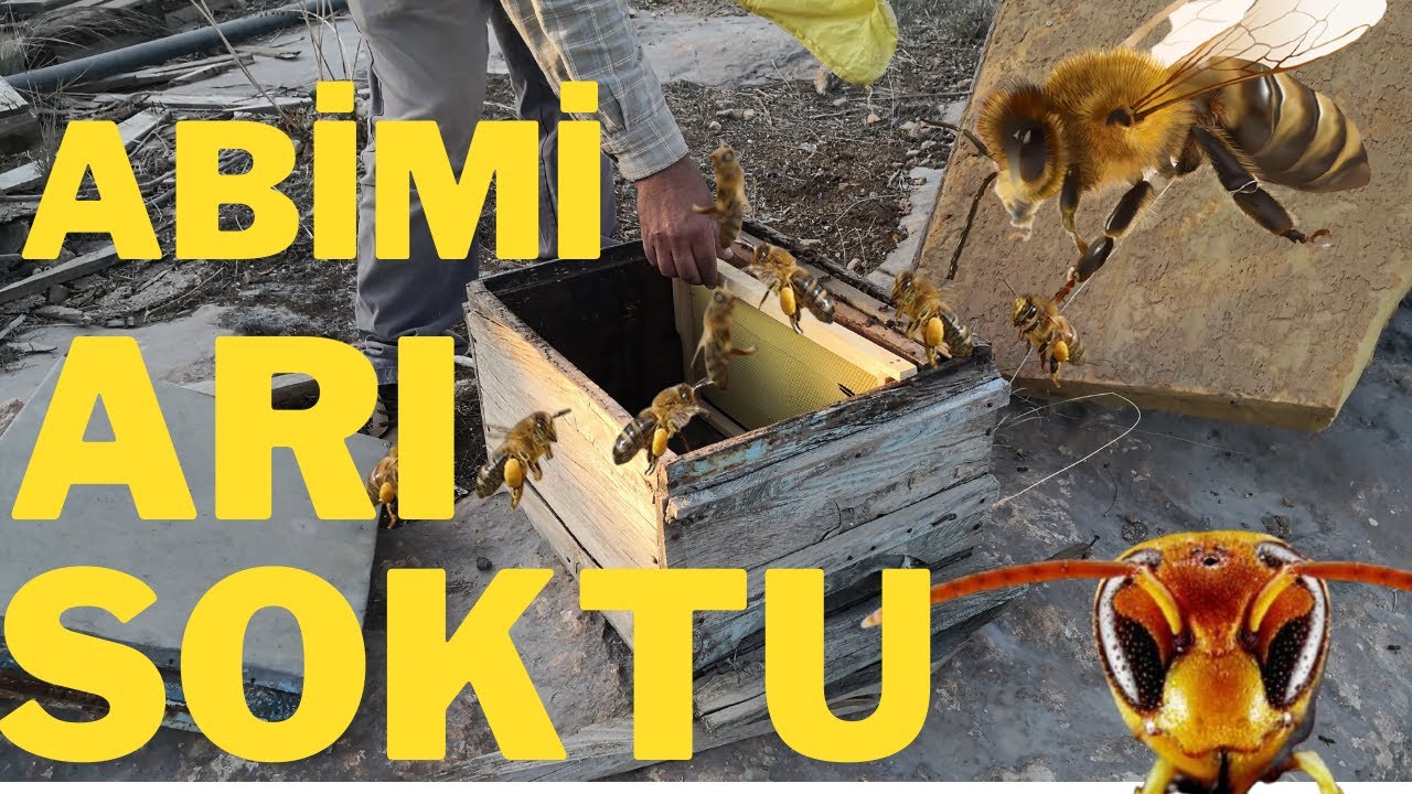 ARI KOVANI KONTROLÜ YAPARKEN ABİMİ ARI SOKTU - YouTube