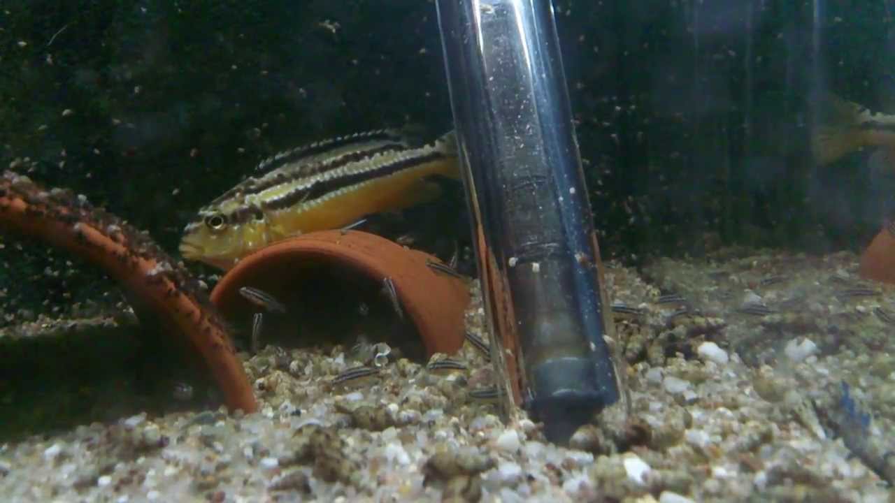 Melanochromis Auratus Baby - YouTube