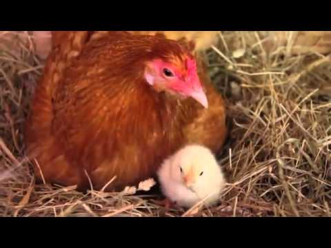pollitos naciendo con la gallina !! INCREIBLE !! 2015 - YouTube