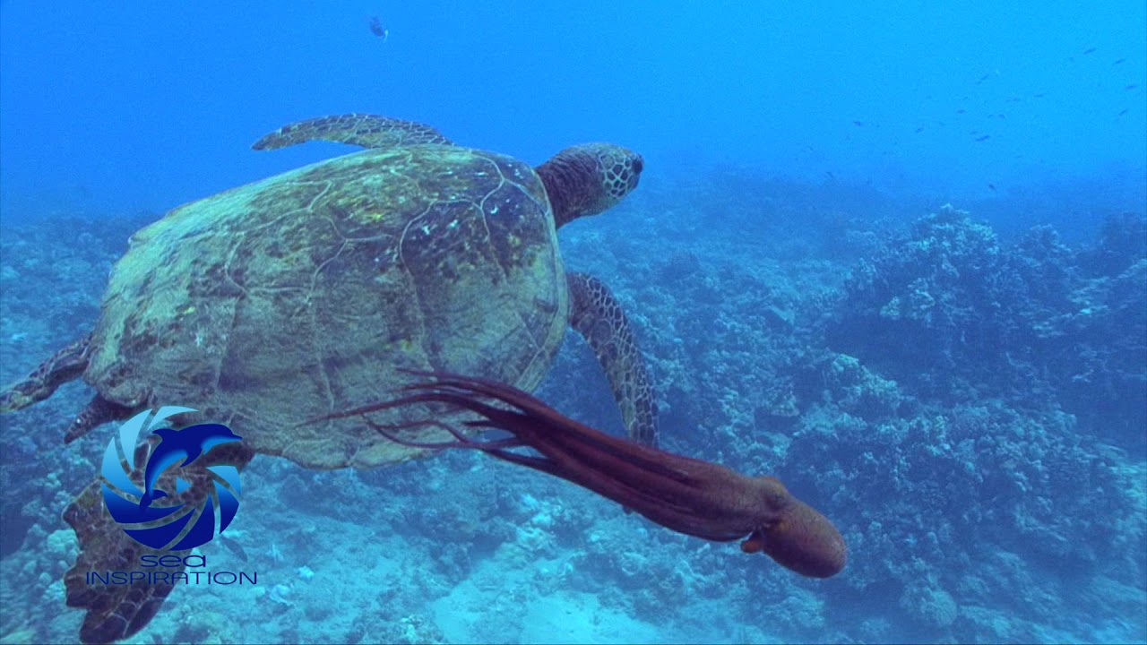 TURTLE TAXI 4 OCTOPUS - YouTube