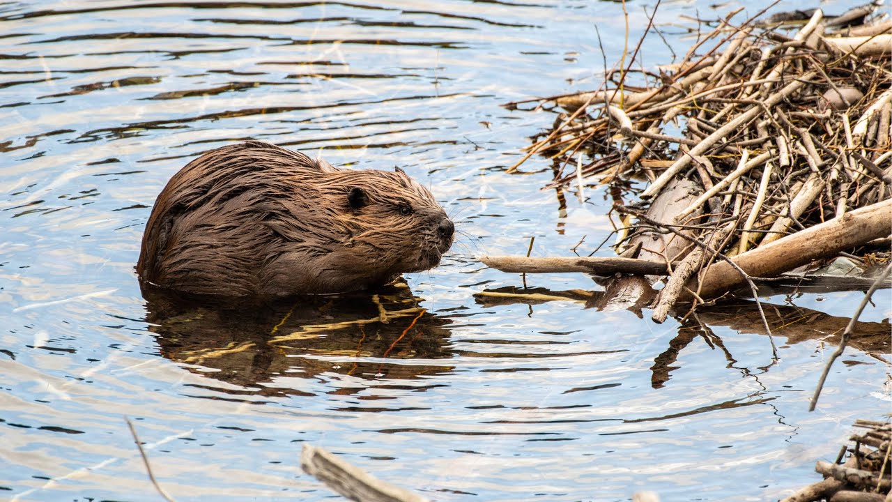 Leave it to the Beavers - YouTube