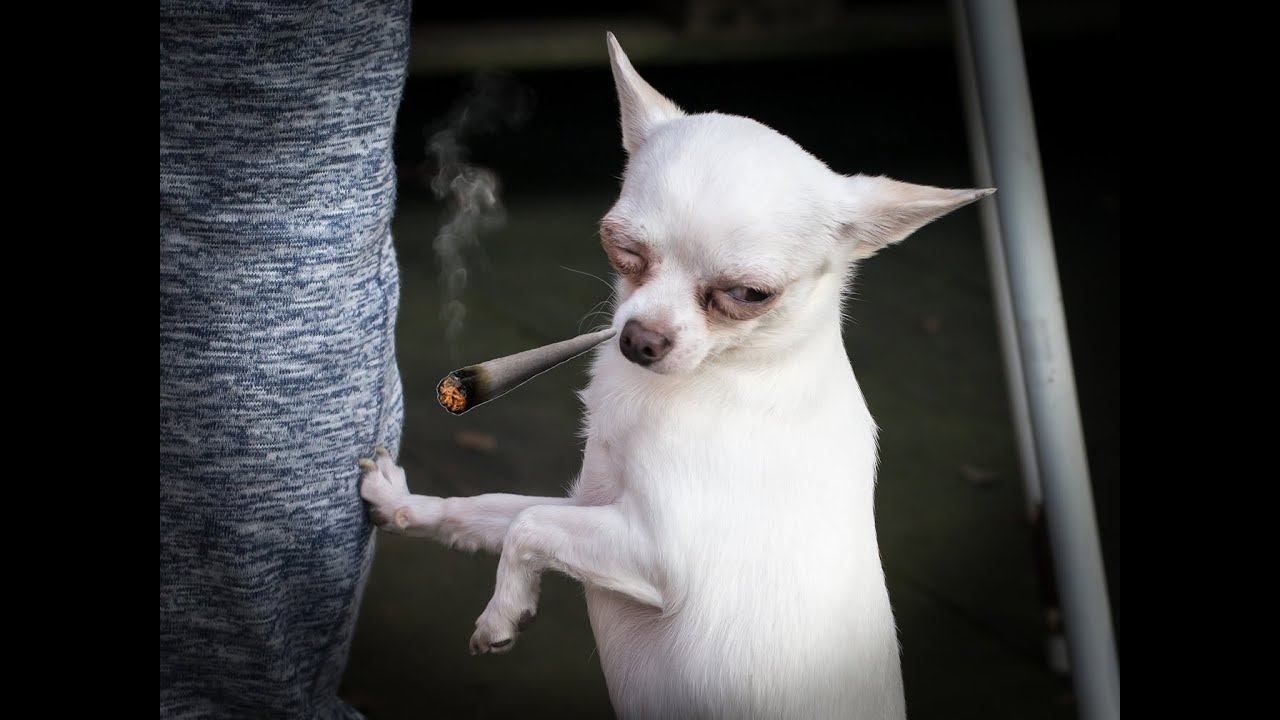 Best Funny Pets and Crazy Animals Video Compilations 2020 #02 - YouTube