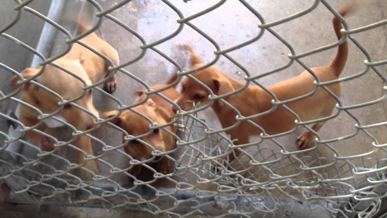 Puppies para adopción Albergue de Ponce - YouTube