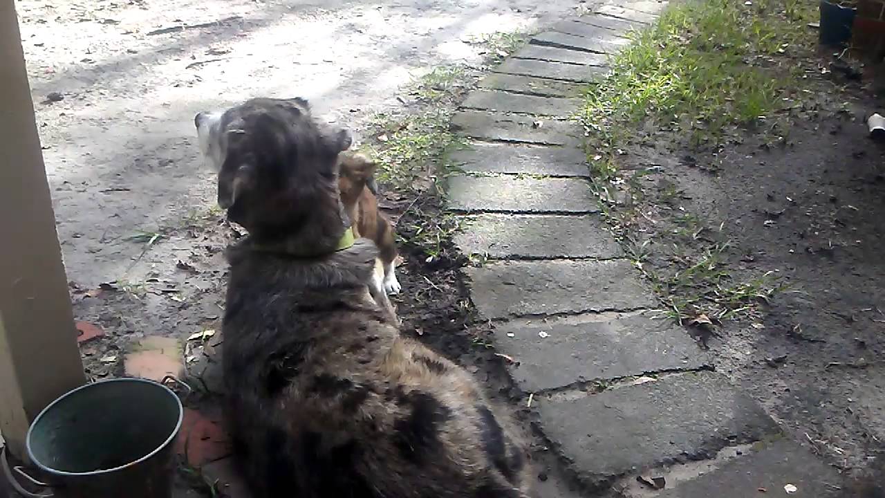 Most tolerant dog ever - YouTube