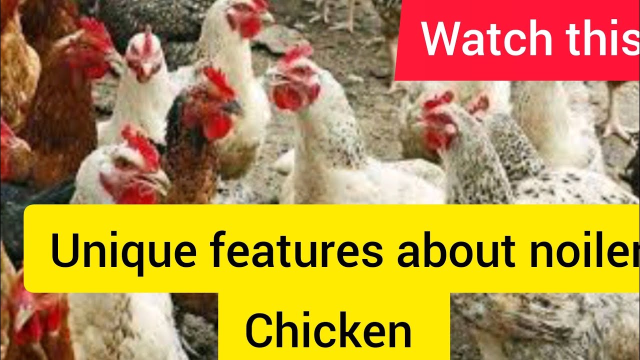 unique features about noiler chicken - YouTube