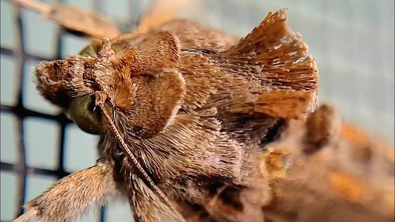 Cabbage Looper Moth | Backyard Nature | Macrophotography Video ...