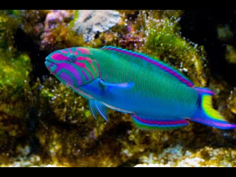 Exotic Moon Wrasse / Crescent Wrasse Fish HD - YouTube
