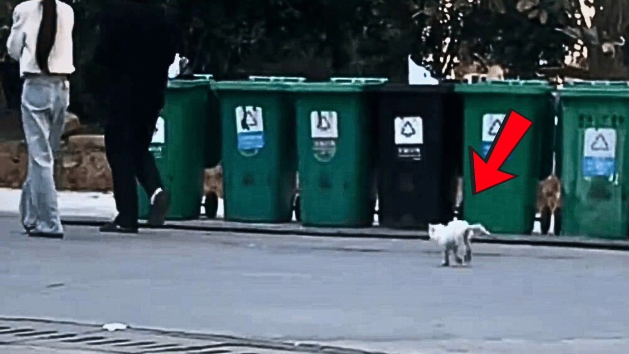 The stray cat chased people desperately, not for herself, but hoping ...