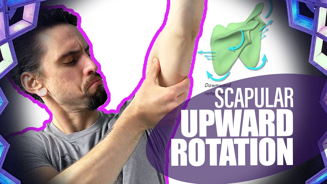 Upward Rotation of the Scapula - Overhead Movement | Yoga Anatomy ...