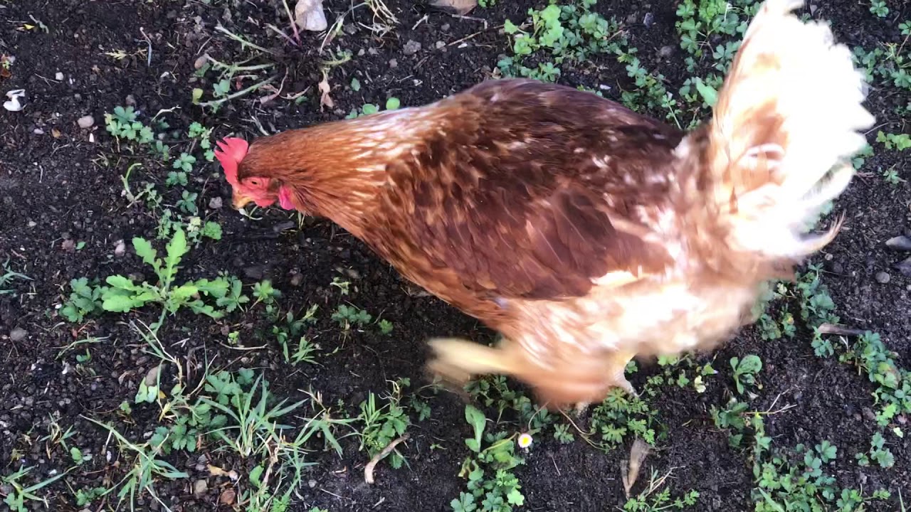Comment les poules attrapent les vers de terre et des larves - YouTube