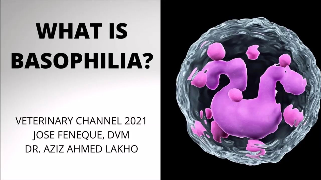 Basophilia: A Quick Review For The Veterinary Student - YouTube