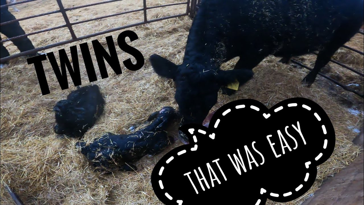 Calving Starts, With Twins, Barely. - YouTube