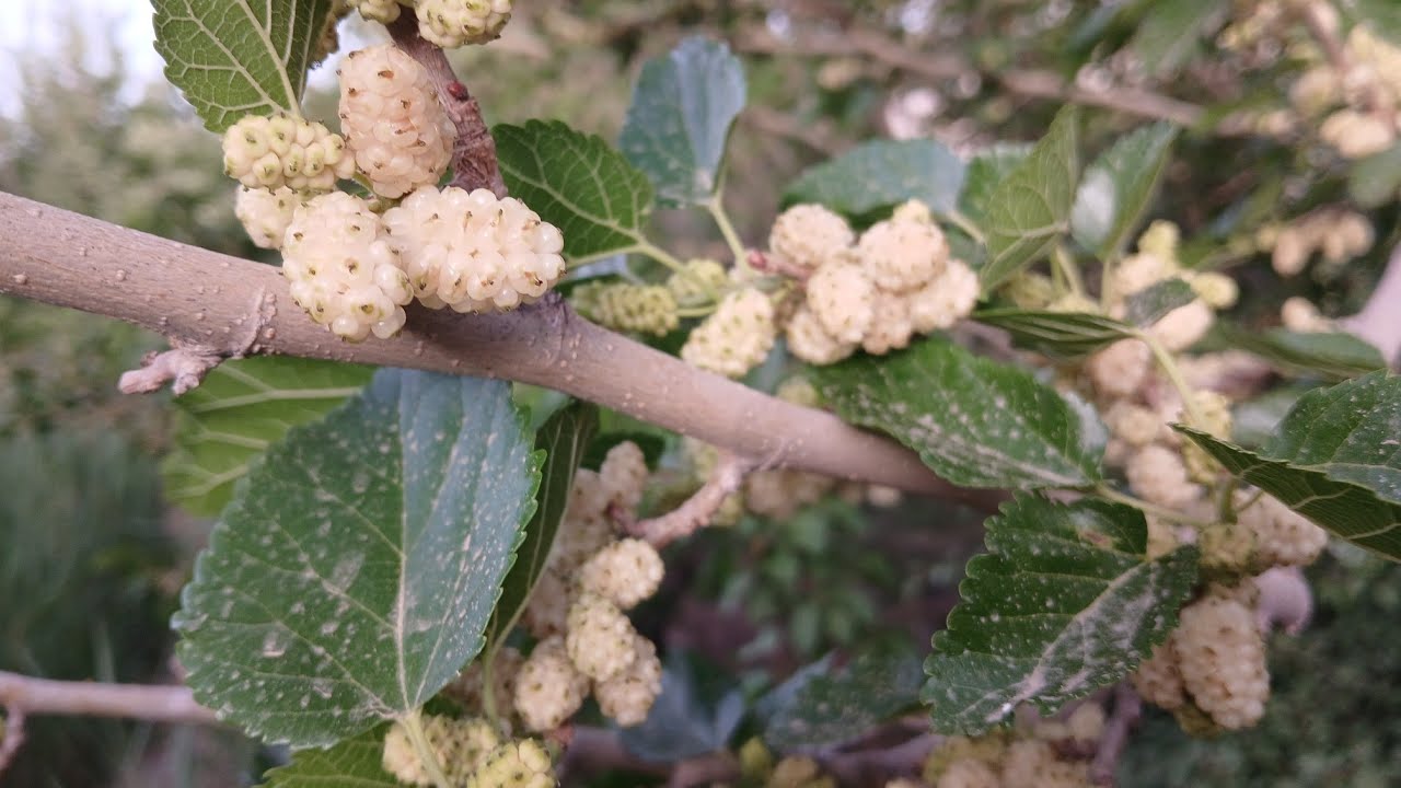 My garden special fruit and it's free for all | Tuth fruit - YouTube