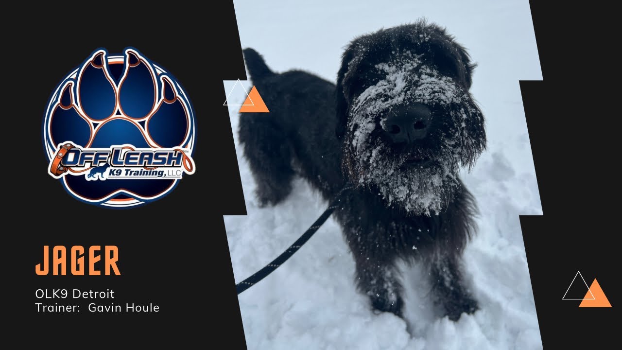 1.5 y/o Giant Schnauzer “Jager” | Energetic to Obedient | Trainer Gavin ...