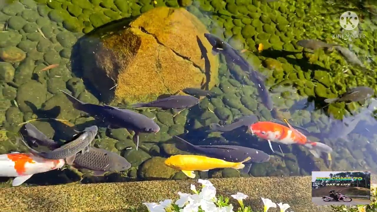 Ep.6: Iba't ibang klase ng isda || Fish pond - YouTube