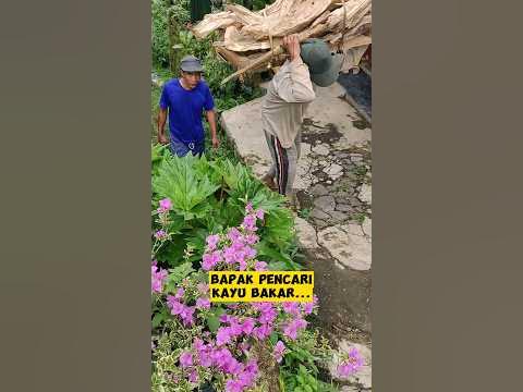 Bapak pencari kayu bakar dari hutan desa Deroduruwur. - YouTube