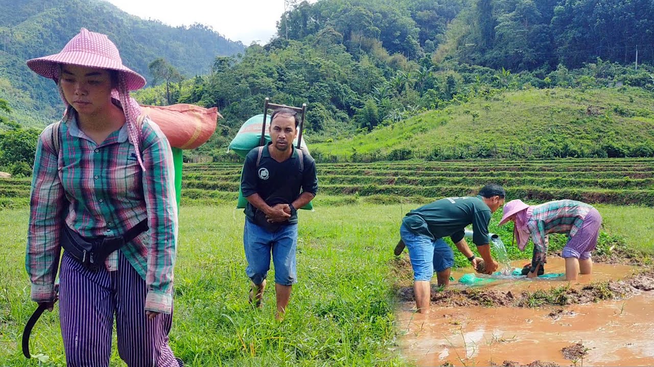 ev nplej tuaj tsau dej, today brought rice to soak in the river ready to plant 6/6/2023 - YouTube