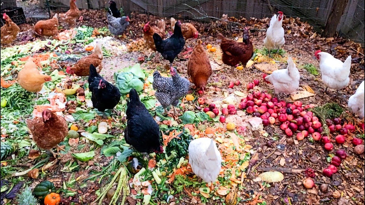 Chicken Yard - Fall Update Overview - YouTube