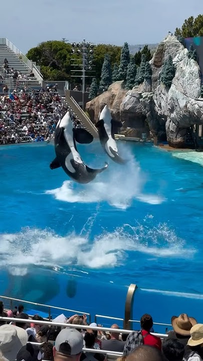 Orca Encounter at SeaWorld San Diego 🐋 | Incredible Killer Whale Show! - YouTube