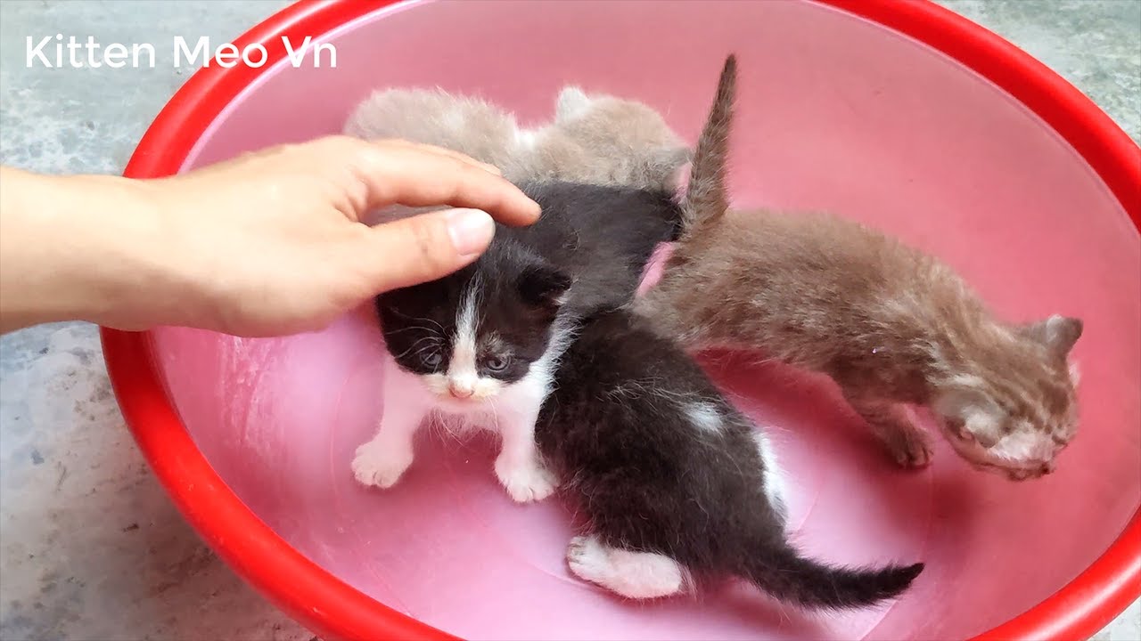 A kindle of kittens is growing very well and is beautiful - YouTube