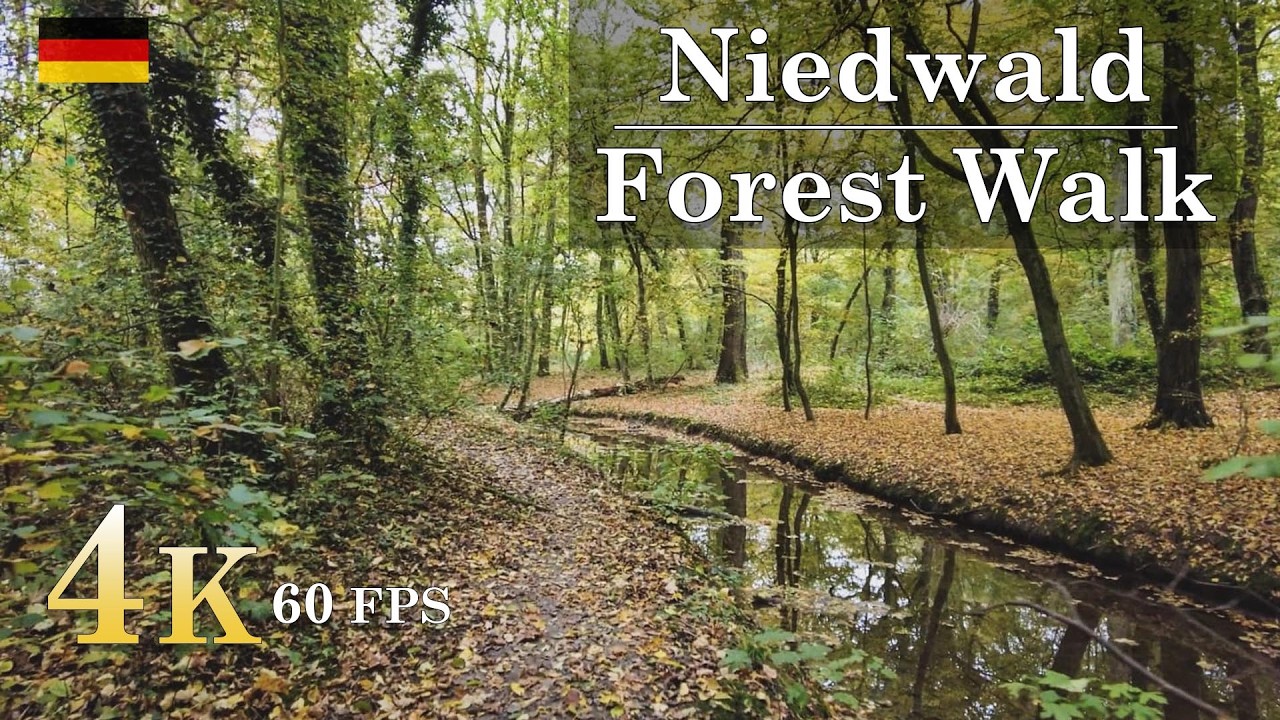 Autumn Forest Walk in Niedwald, Germany | 4K 60fps | Relaxing Nature ...