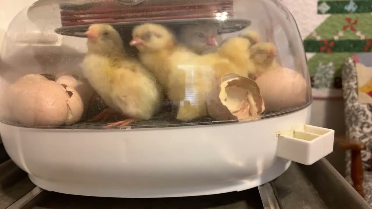 Dyer Family Farm is live chick hatching - YouTube