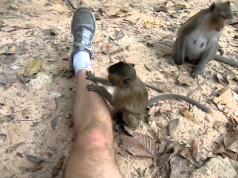 Monkey Massage - YouTube