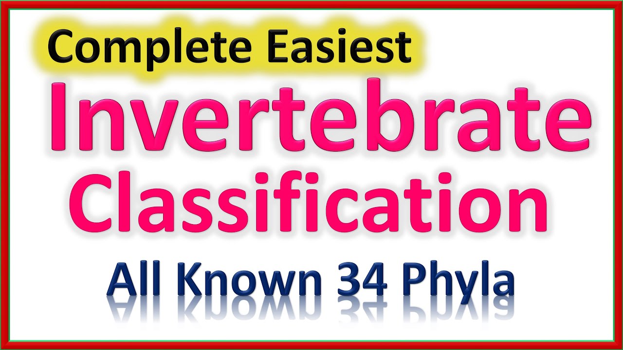 Invertebrates Classification Chart