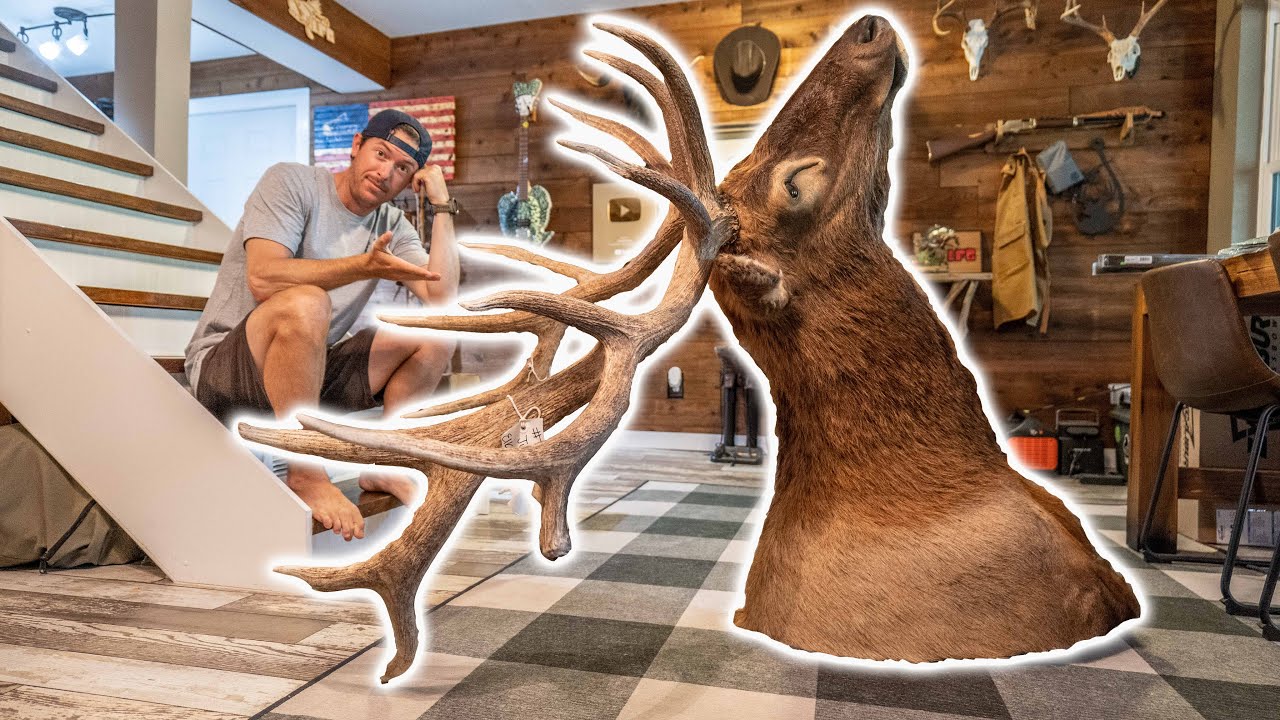 This Elk is WAY too Big for My House! - YouTube