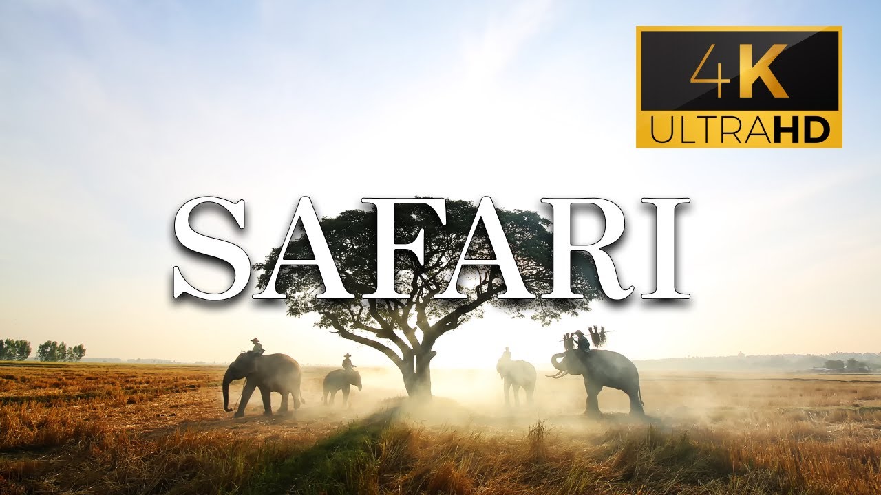 Safari Wild Animals 4K - Scenic Nature Film With Calming Music - YouTube