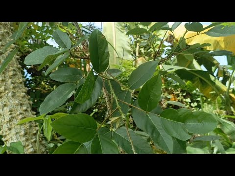 OBAT ALAMI CACAR AIR TERAMPUH......Mengenal pohon cangkring/ dadap duri ...