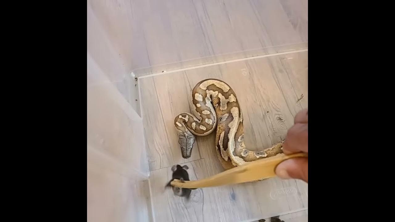 MUST WATCH!! BLOOD PYTHON feeding time! snake eats mouse live 🔞👀 - YouTube