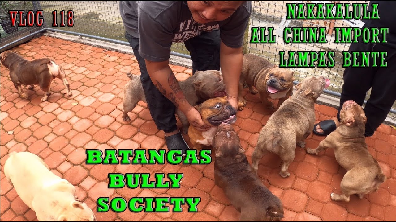 ALL IMPORT BATANGAS BULLY SOCIETY PART 1 AMERICAN BULLY DOGS | DON ...