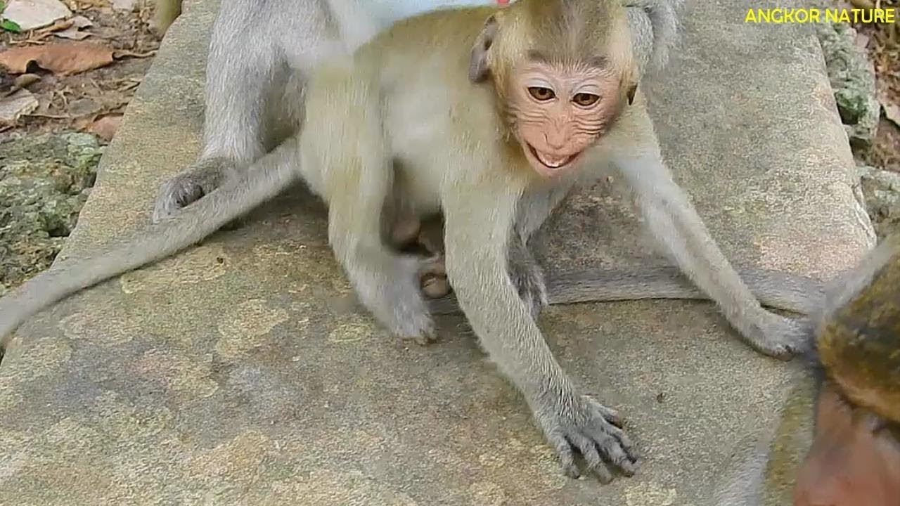 What's happened baby Janet cry without any reason, Monkey June and ...