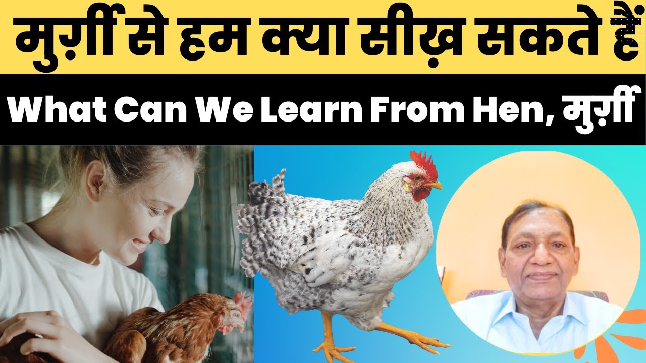 मुर्गी से हम क्या सीख़ सकते हैं | What Can We Learn From Chickens ...