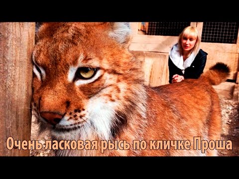 Ласковая рысь по кличке Проша