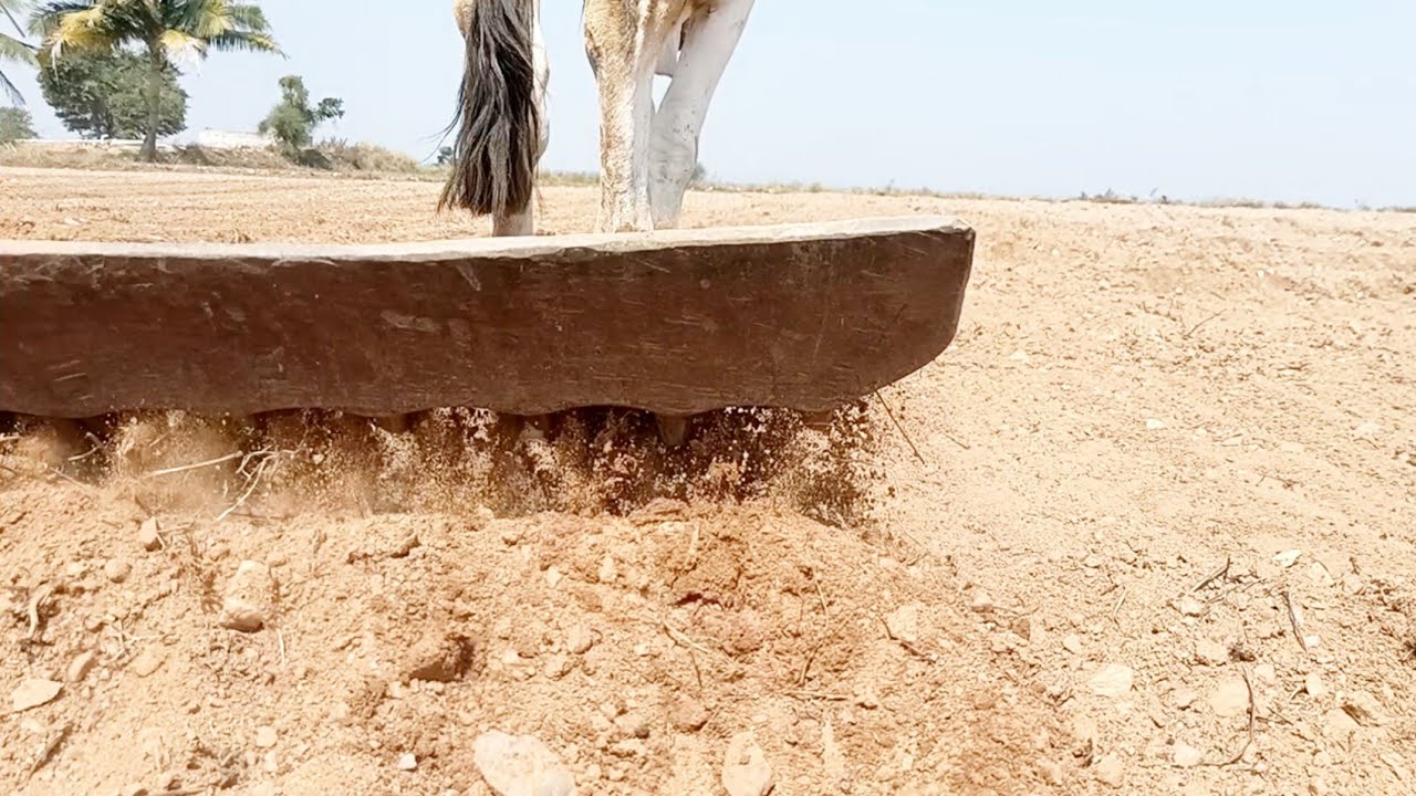 antiquated method of plough by cattle-agriculture telangana-oxen ...