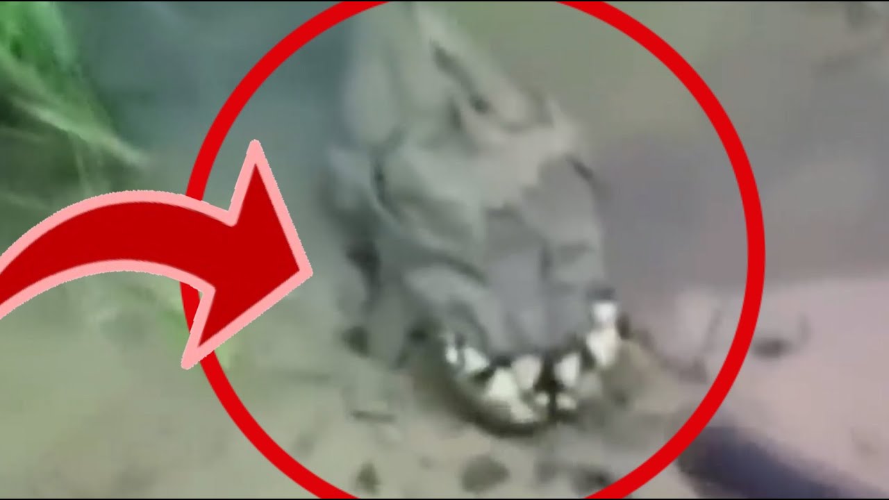 5 Animales Mutantes Capturados En Video - YouTube