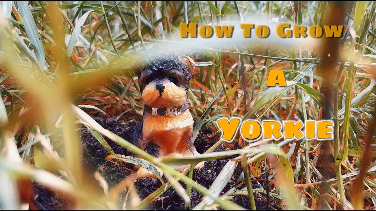 How to grow a Yorkie | Funday Wednesday with Rocky - YouTube