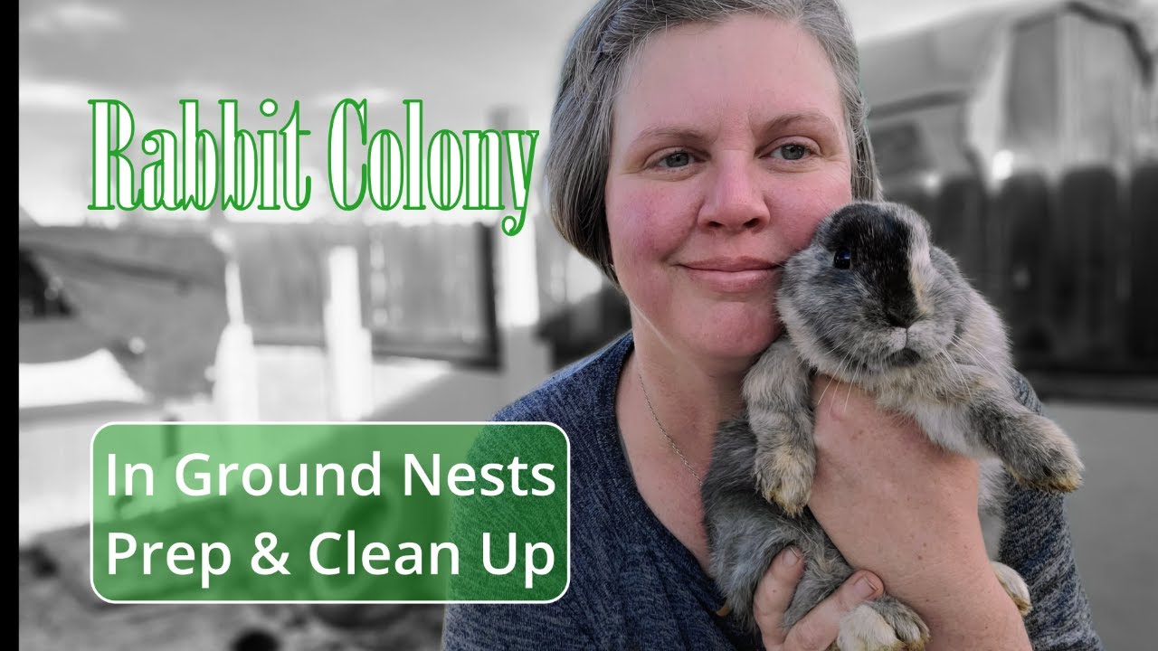 Rabbit Colony in Ground Nests & Preparing for Wet Weather. Zero Waste ...