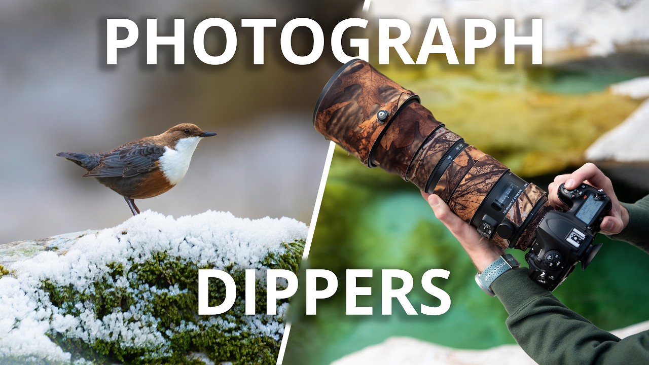 Photographing Dippers | Tutorial & Gear Guide | Wildlife Photography ...