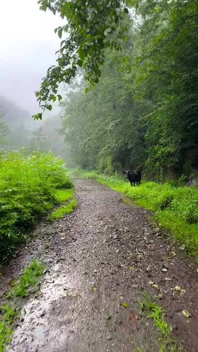 Nature shorts | Nature videos | Nature | Setisfying nature scenes, # ...