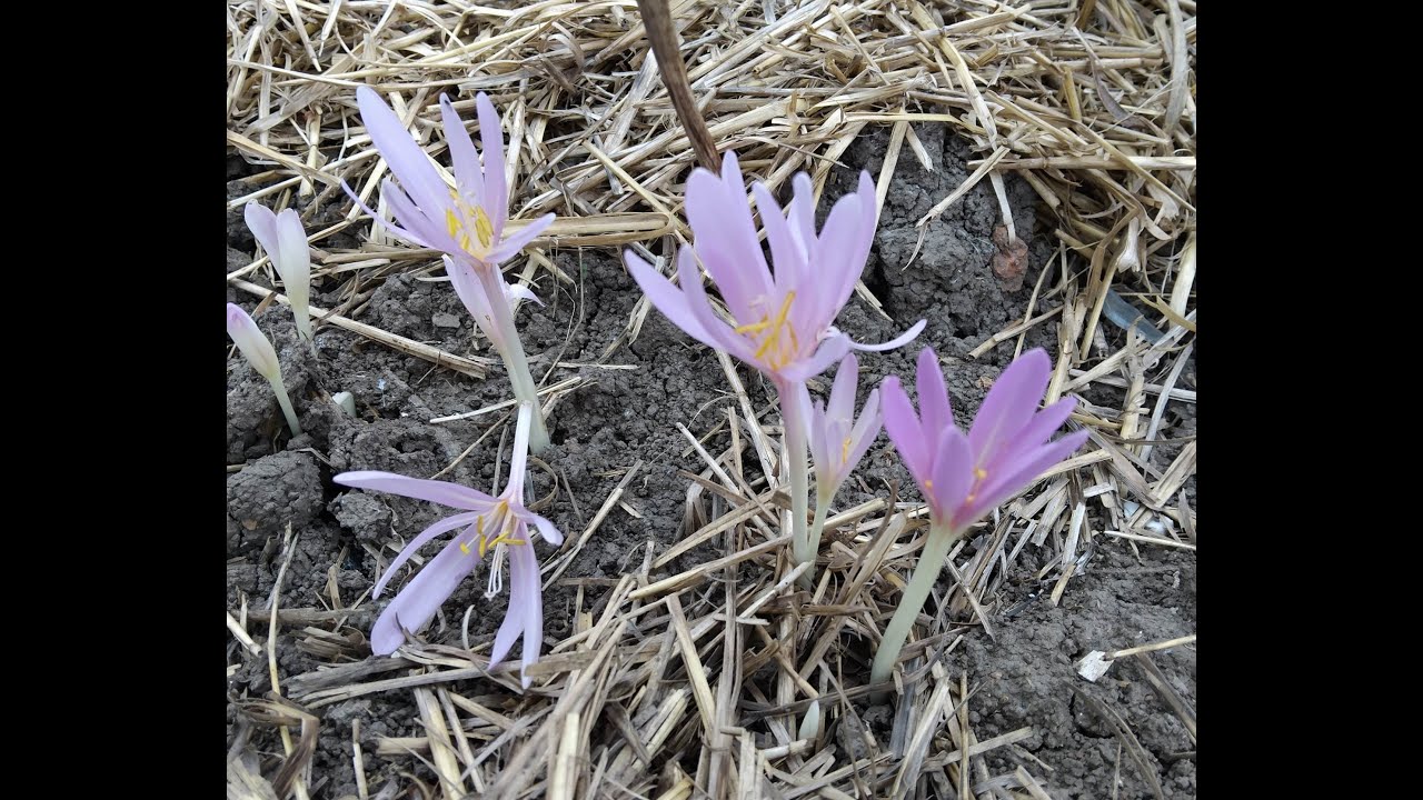 Colchicum pannonicum and Colchicum autumnale + Meadow saffron breaking ...