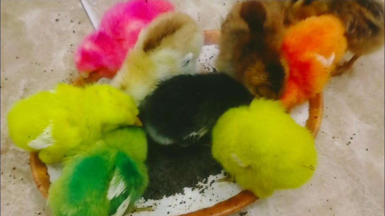 Coloured Chicks #chozay #petsvlog #chozay #pets #petslover #farmichozay ...