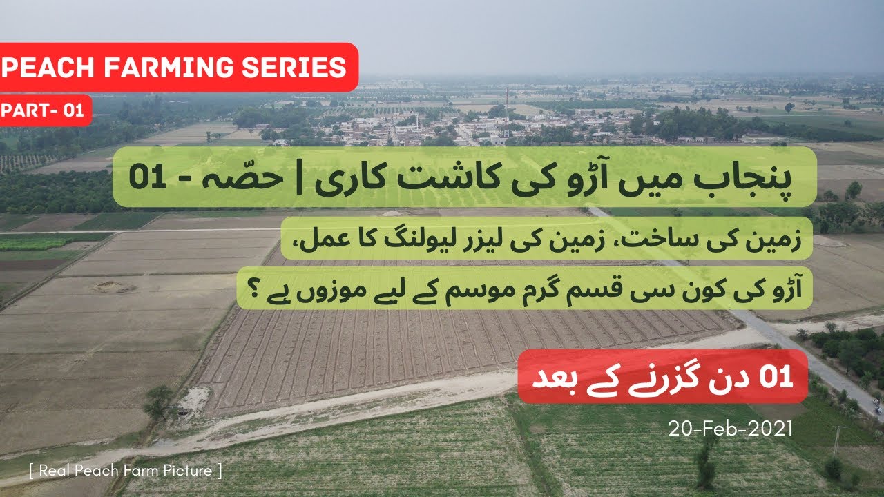 Part #1 || Peach land preparation, suitable peach type & plantation ...