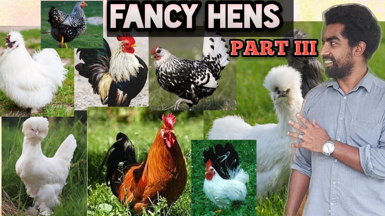 Fancy Hens For Sale | Tamil | American Silky | Cage Setup and Breeding ...
