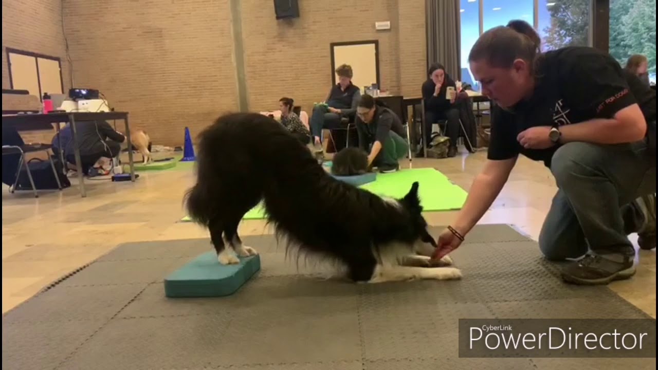 Focus on Jumping (Bobbie Lyons 2019) - YouTube