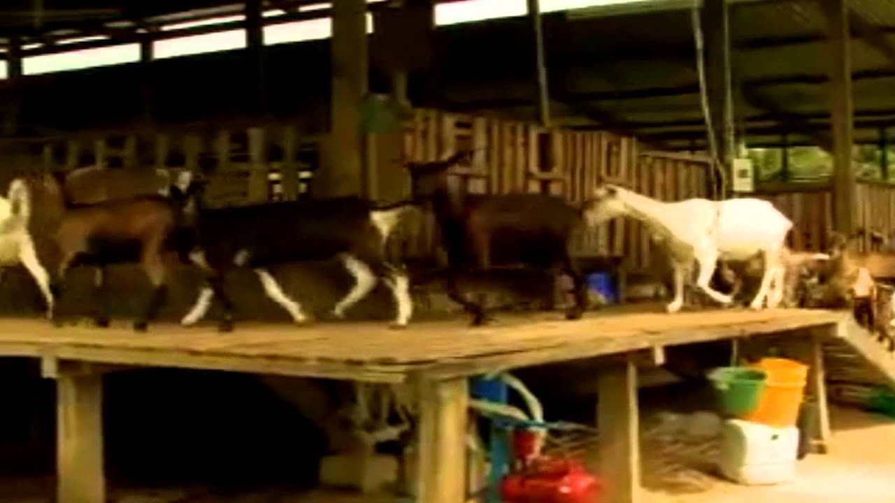 Características de algunas Razas Caprinas - YouTube